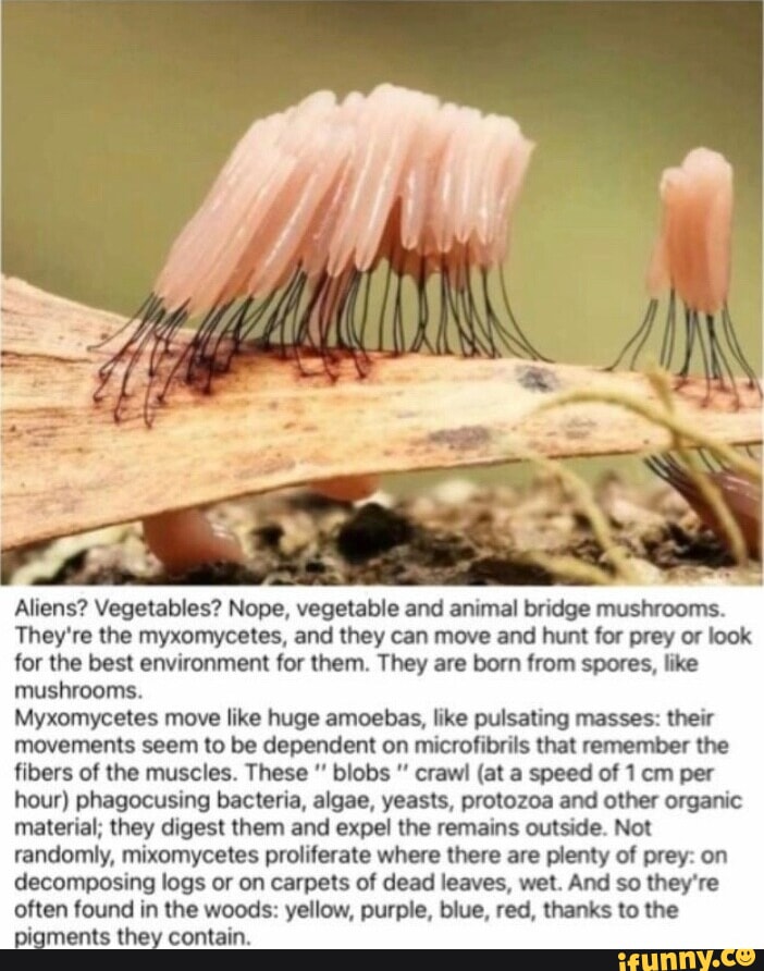 Amoebas memes. Best Collection of funny Amoebas pictures on iFunny