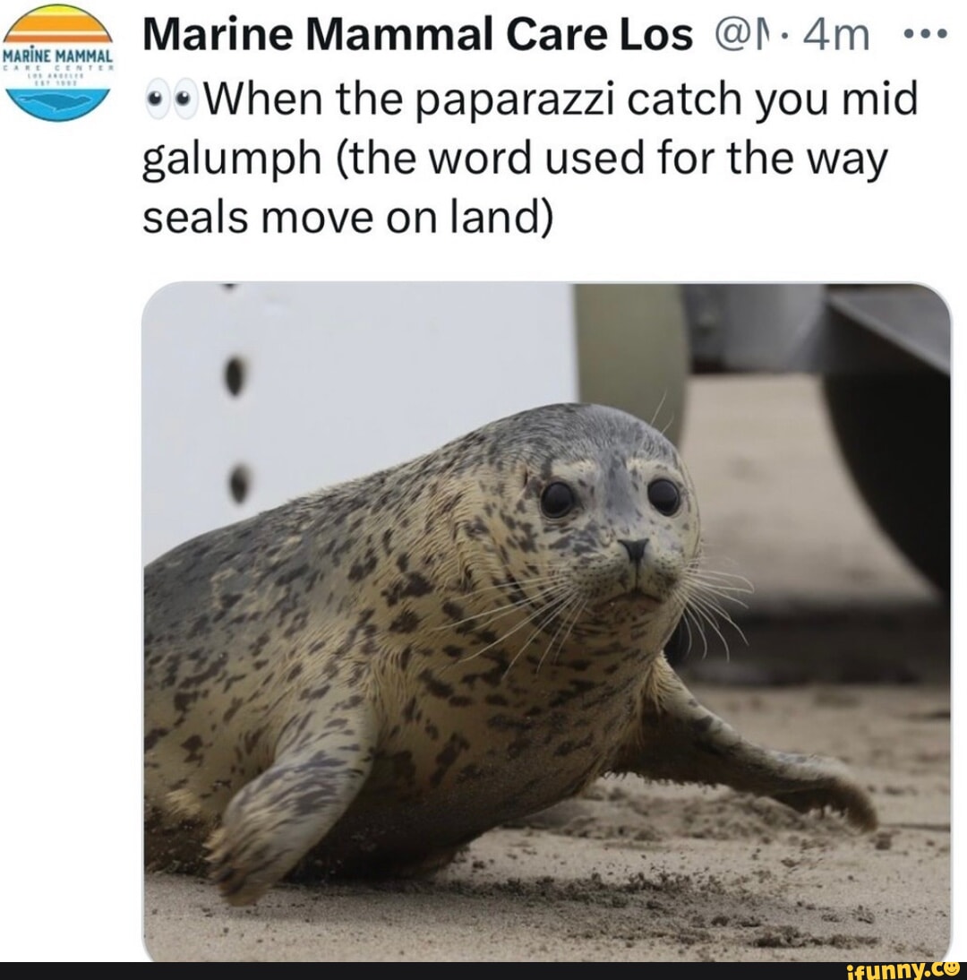Seals memes. Best Collection of funny Seals pictures on iFunny