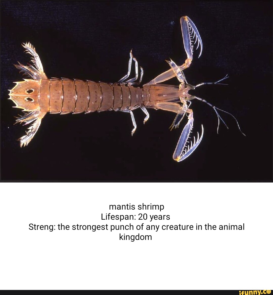 Mantis shrimp Lifespan: 20 years Streng: the strongest punch of any ...