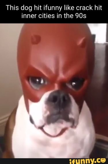 This dog hit funny like crack hit inner cities in the AN - iFunny