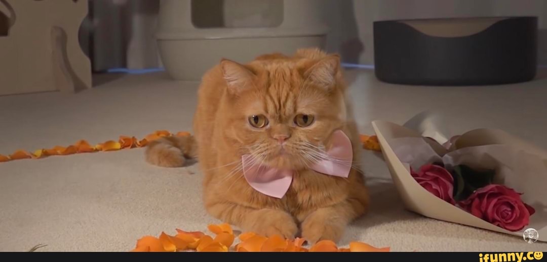 Kittisaurus memes. Best Collection of funny Kittisaurus pictures on iFunny