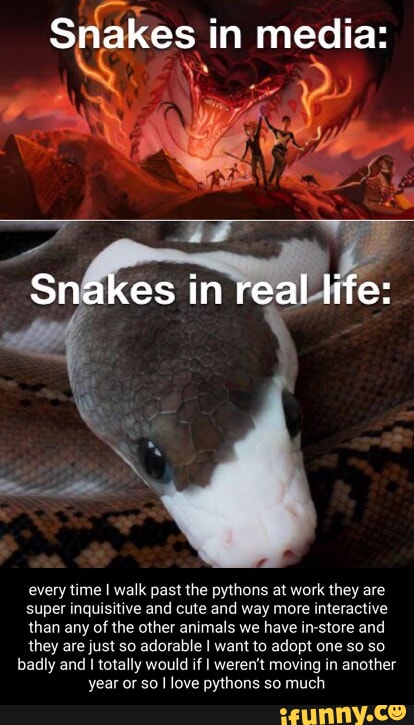 Snakes in media: Snakes in real life: every time I walk past the ...