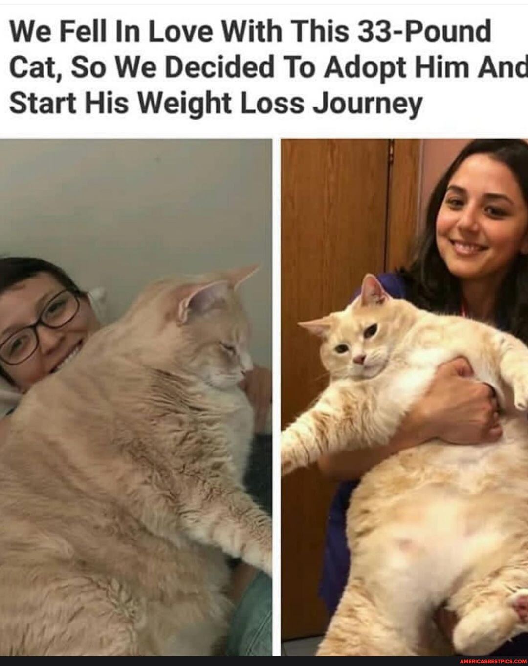 (@iambronsoncat ) - We Fell In Love With This 33-Pound Cat, So We ...