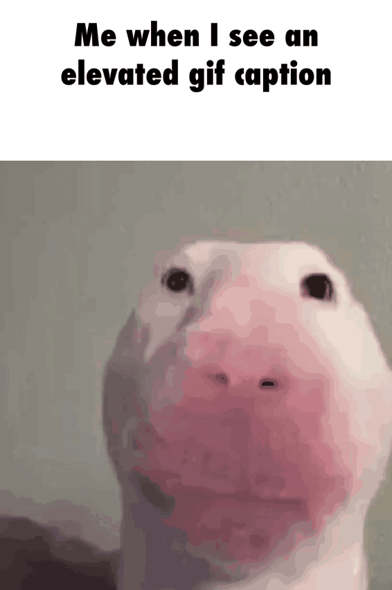 Me when I see an elevated gif caption - iFunny