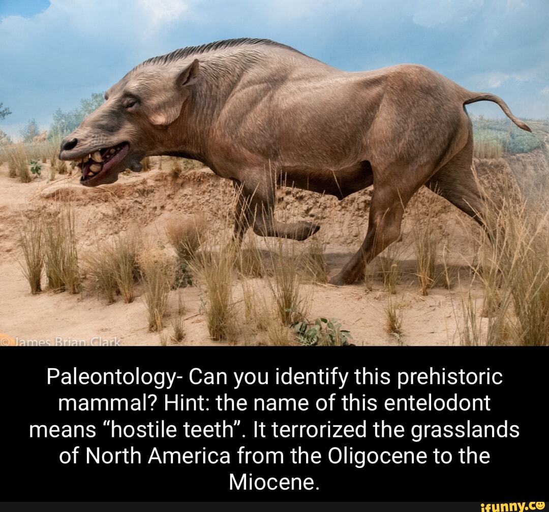 Paleontology- Can you identify this prehistoric mammal? Hint: the name ...