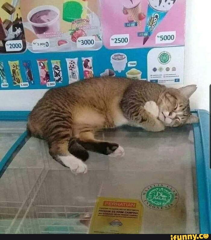 Big_cat_rescue memes. Best Collection of funny Big_cat_rescue pictures ...