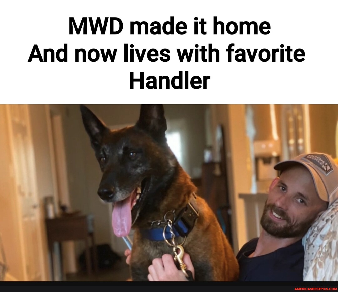 MWD made it home And now lives with favorite Handler - America’s best ...