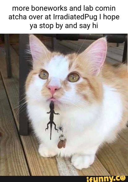 Bonelab memes. Best Collection of funny Bonelab pictures on iFunny