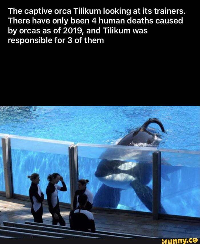 Seaworld_orlando memes. Best Collection of funny Seaworld_orlando ...