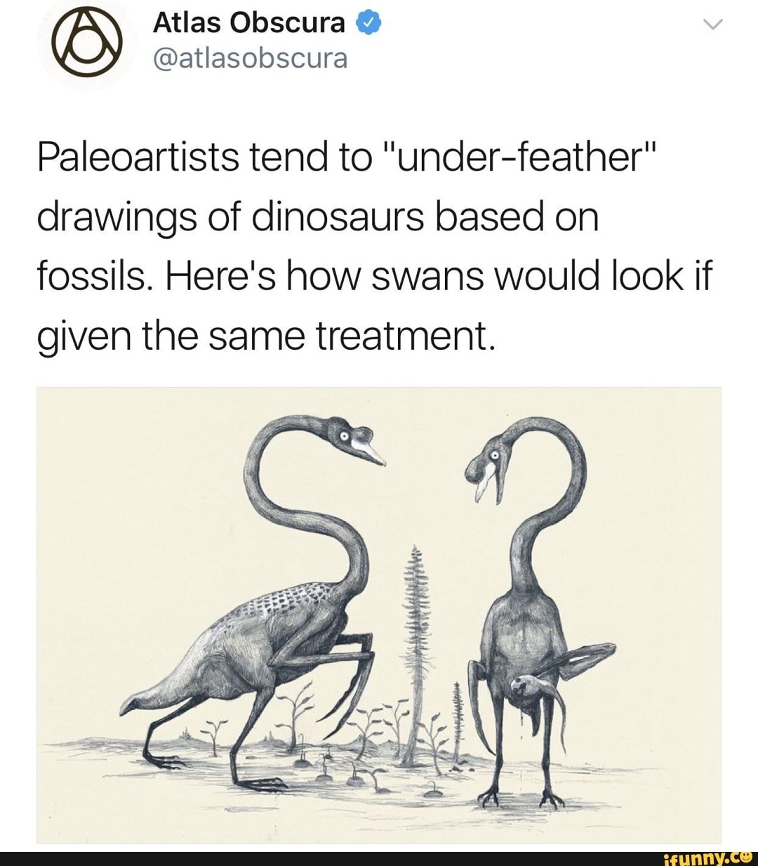 Paleoartists tend to "under-feather" drawings of dinosaurs based on ...