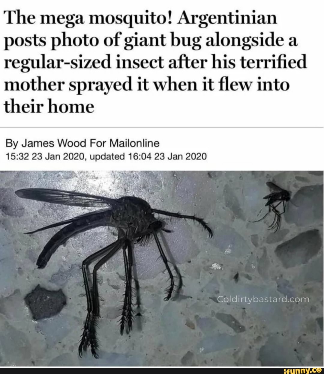 The mega mosquito! Argentinian posts photo of giant bug alongside a ...