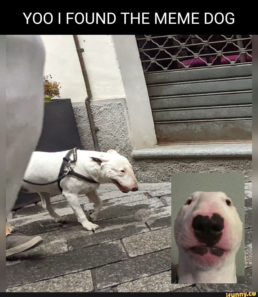 YOO I FOUND THE MEME DOG Vi - iFunny