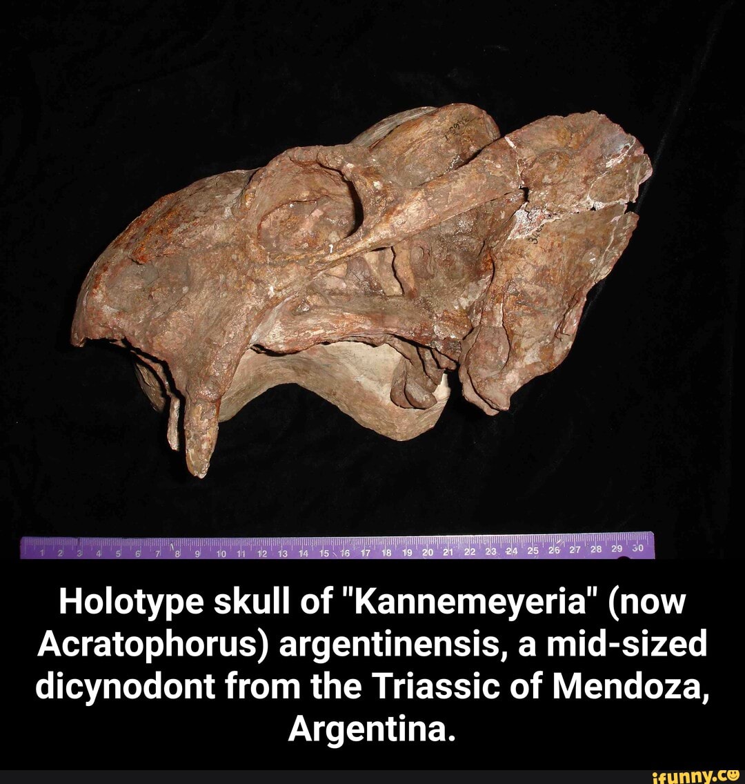 Holotype skull of "Kannemeyeria" (now Acratophorus) argentinensis, a ...