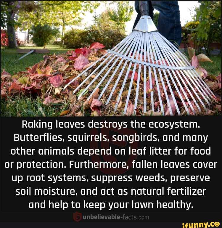Raking leaves destroys the ecosystem. Butterflies, squirrels, songbirds ...