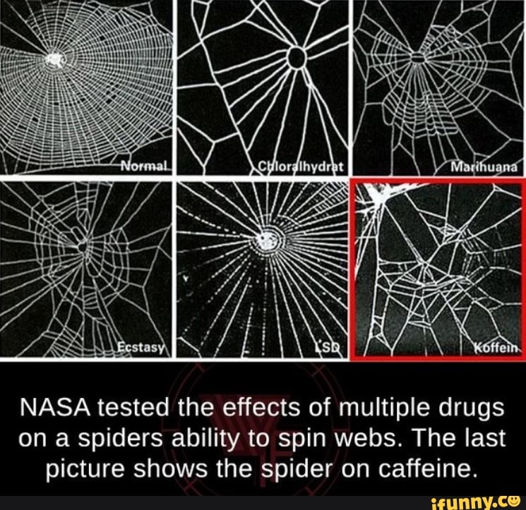 ZaNe ii WS NASA tested the effects of multiple drugs on a spiders ...