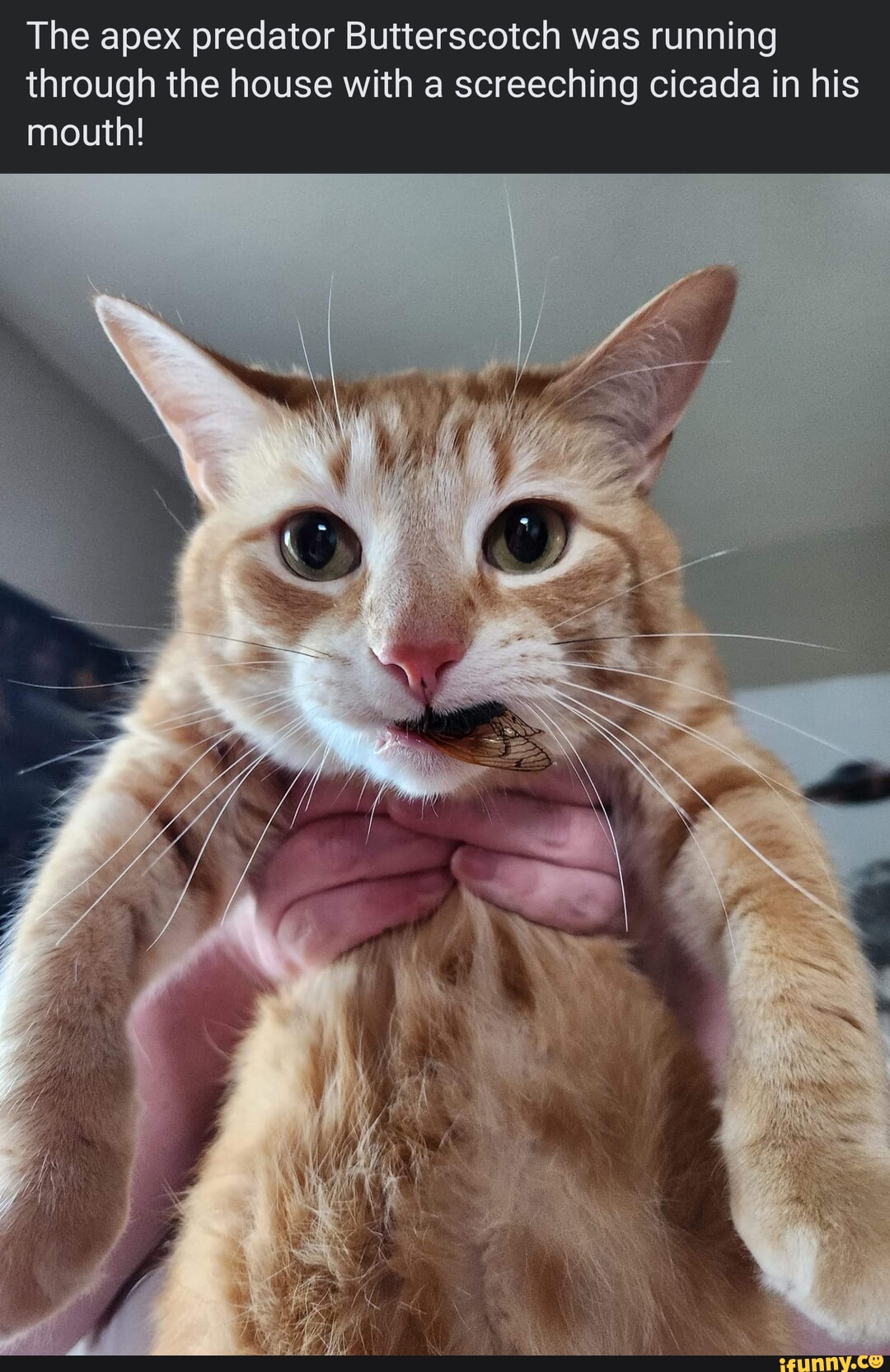 Cicada memes. Best Collection of funny Cicada pictures on iFunny