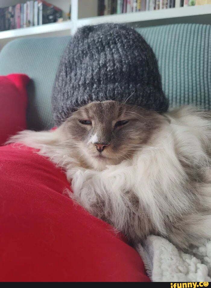 Norwegian_forest_cat memes. Best Collection of funny Norwegian_forest ...
