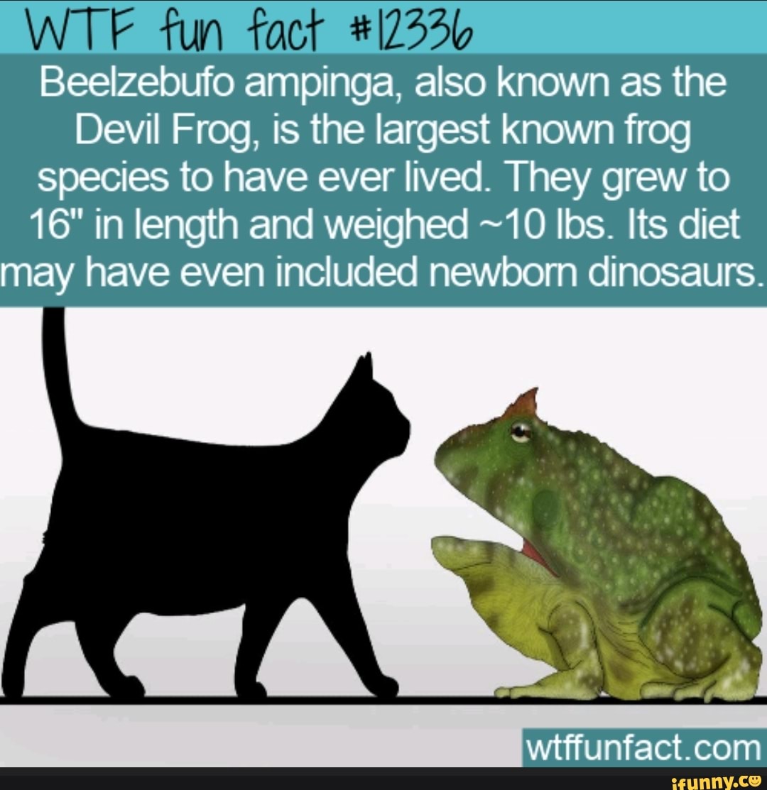WTE fun fact #1233b Beelzebufo ampinga, also known as the Devil Frog ...