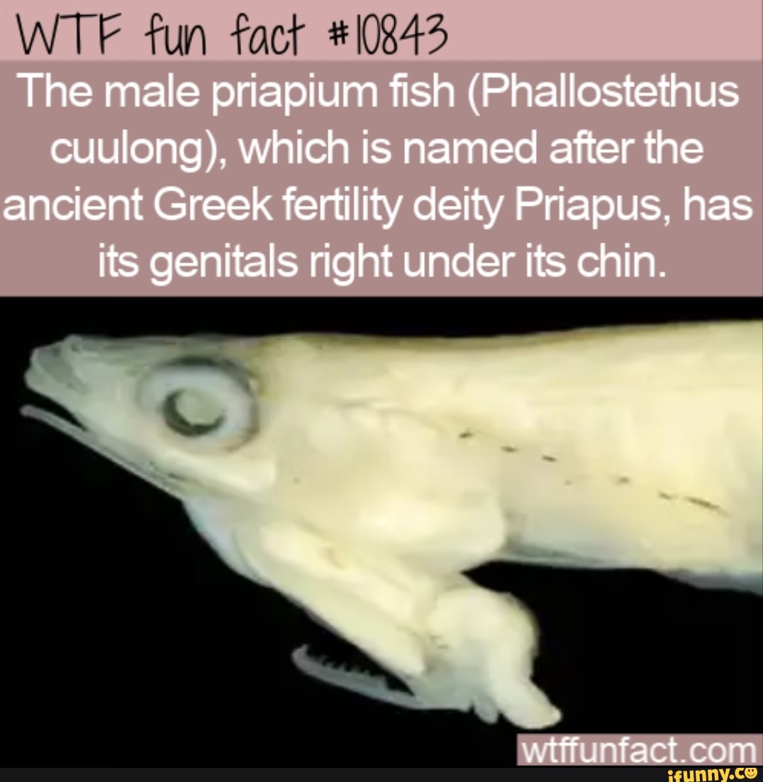 Priapus memes. Best Collection of funny Priapus pictures on iFunny