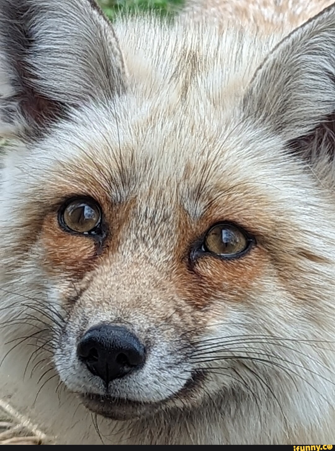 Tfm_pan memes. Best Collection of funny Tfm_pan pictures on iFunny