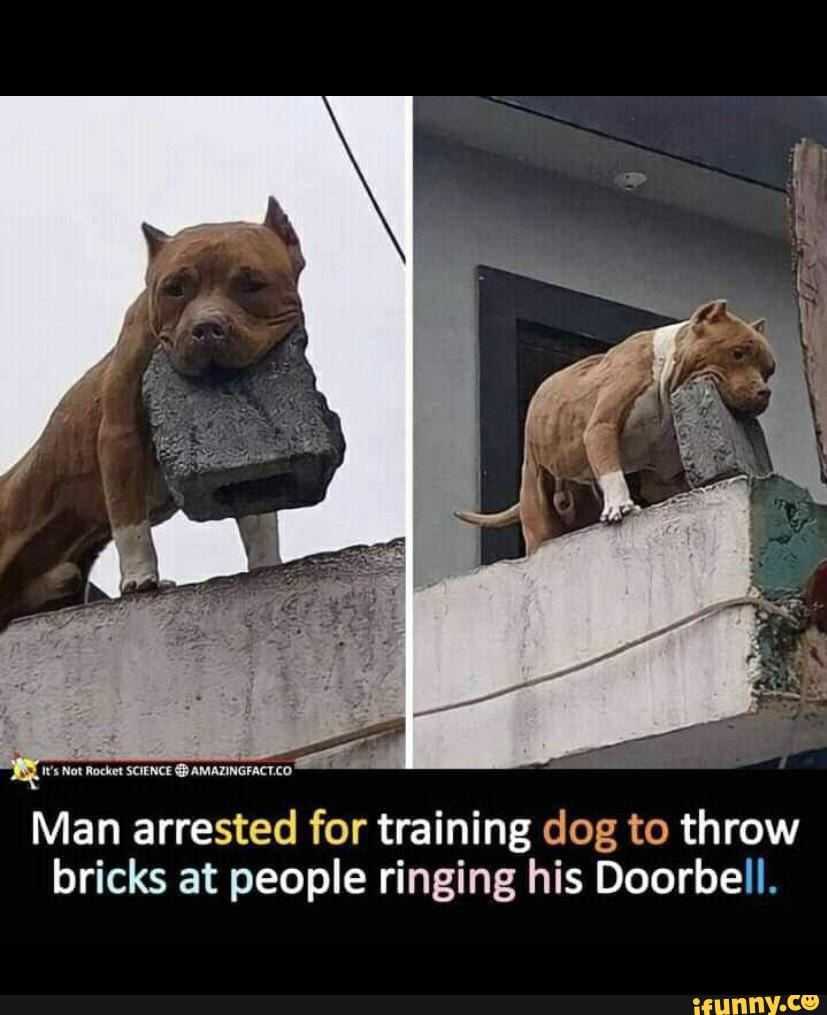 It's Not Rocket SCIENCE AMAZINGFACT.CO Man arrested for training dog to ...