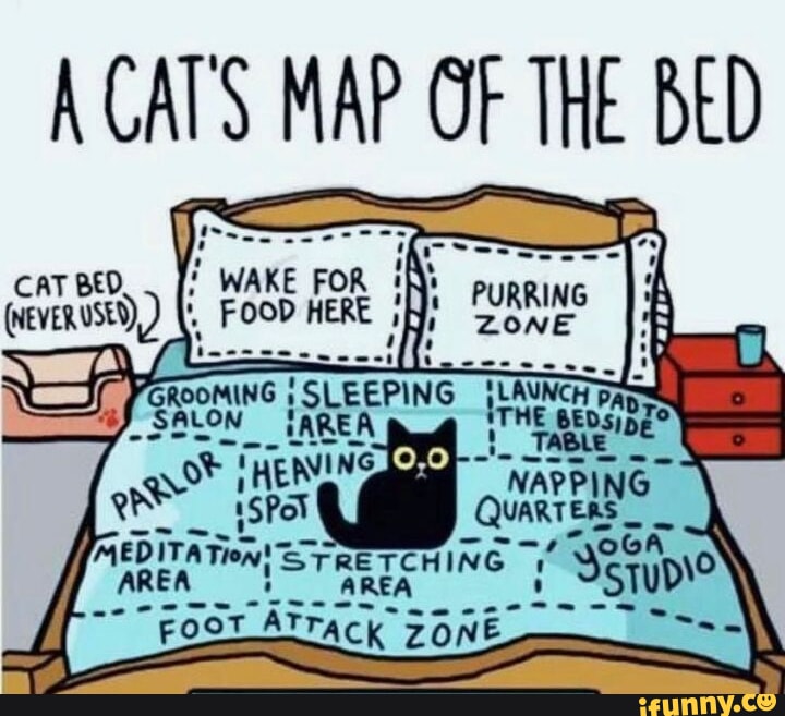 ACATS MAP OF THE BED CAT BED. (wevenvsed))) WAKE FOR y ;LAV ON TABLE OF ...