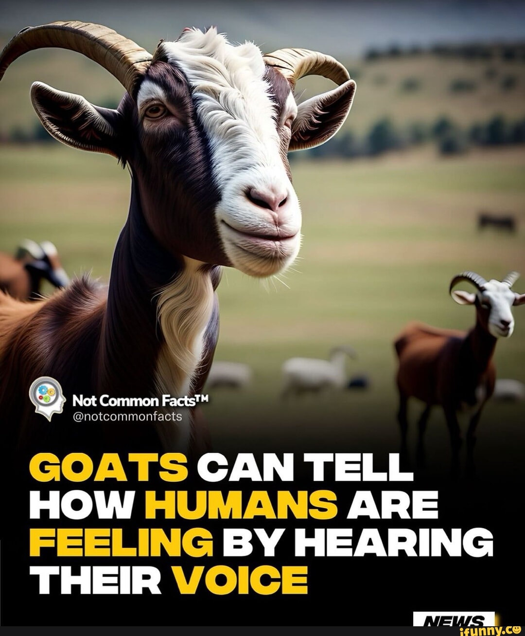 @ Not Common Facts @notcommonfacts GOATS CAN TELL HOW HUMANS ARE ...