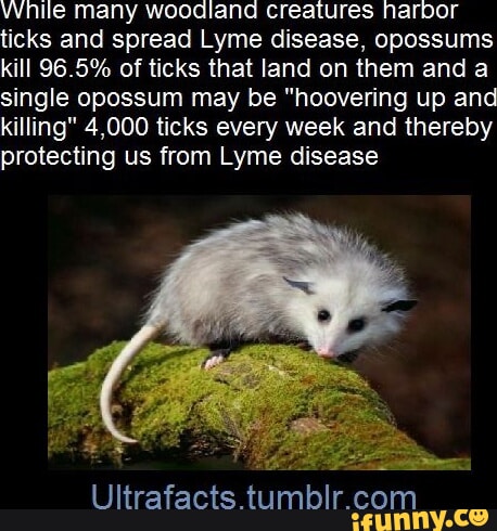 Ticks memes. Best Collection of funny Ticks pictures on iFunny
