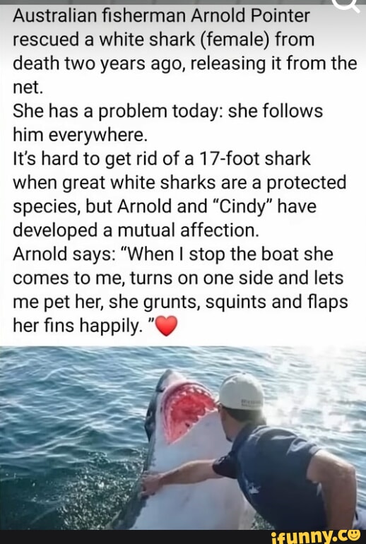 Australian fisherman Arnold Pointer rescued a white shark (female) from ...