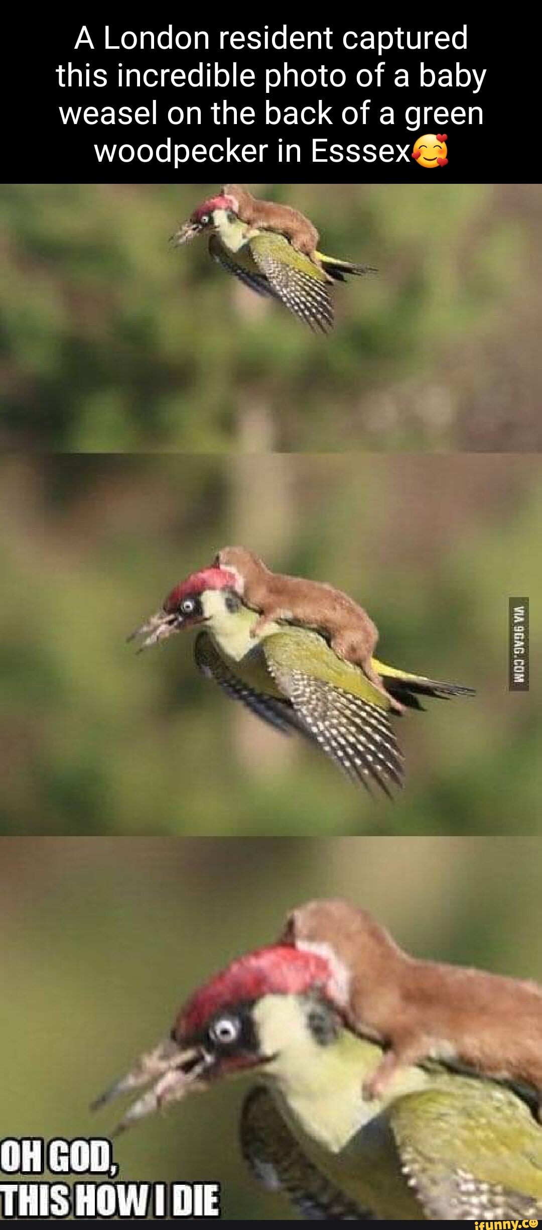 Weasel memes. Best Collection of funny Weasel pictures on iFunny