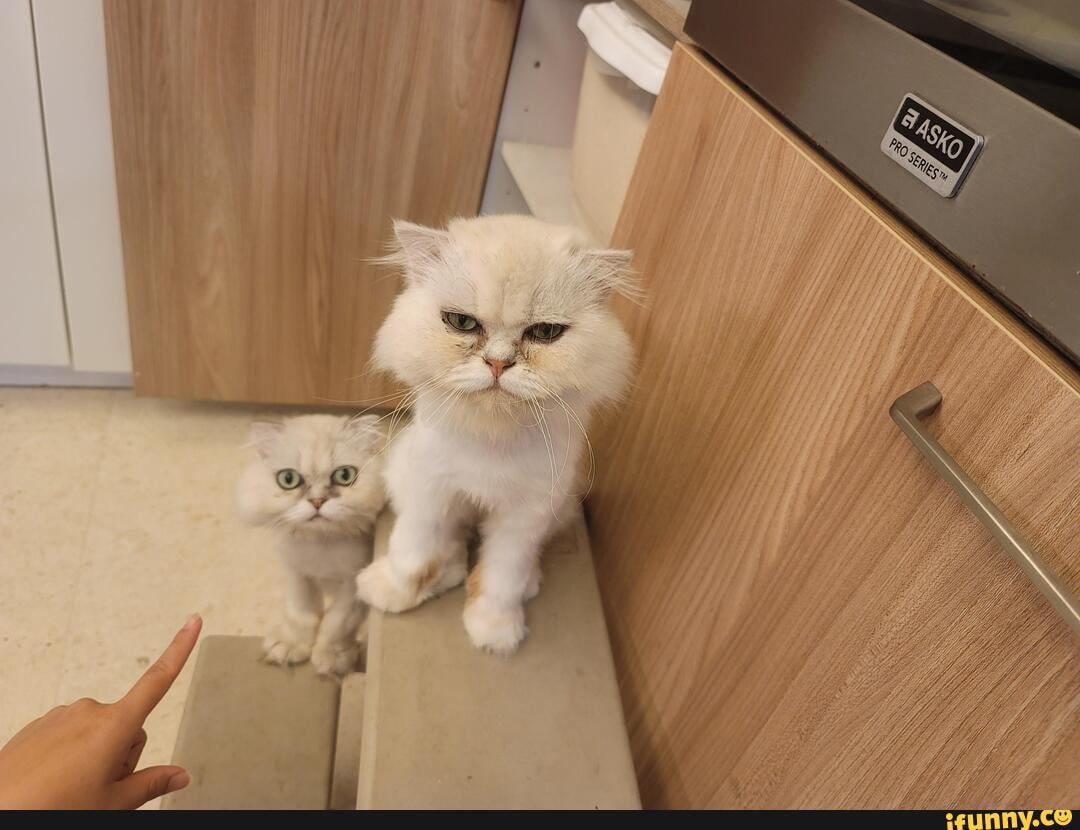 Stepstool memes. Best Collection of funny Stepstool pictures on iFunny