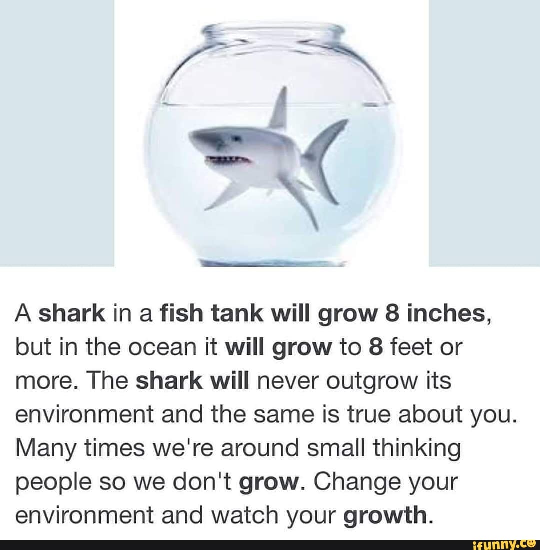 A shark in a fish tank will grow 8 inches, but in the ocean it will ...