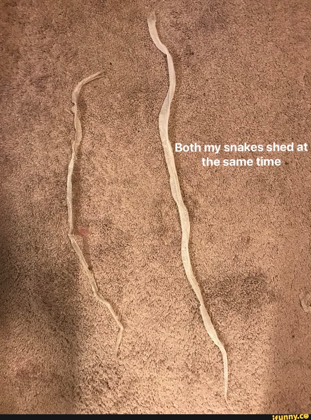 Both my snakes shed at the same time - iFunny