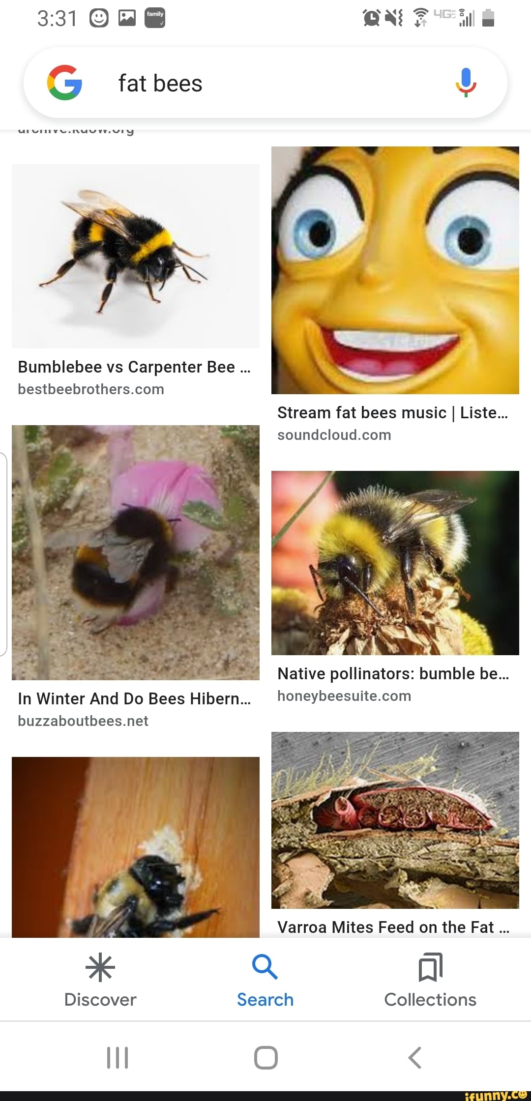 Fat bees Bumblebee vs Carpenter Bee Stream fat bees music I I Liste ...