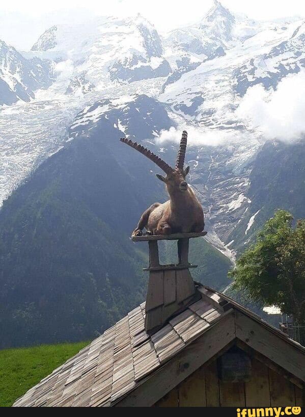 Animal_dump memes. Best Collection of funny Animal_dump pictures on iFunny