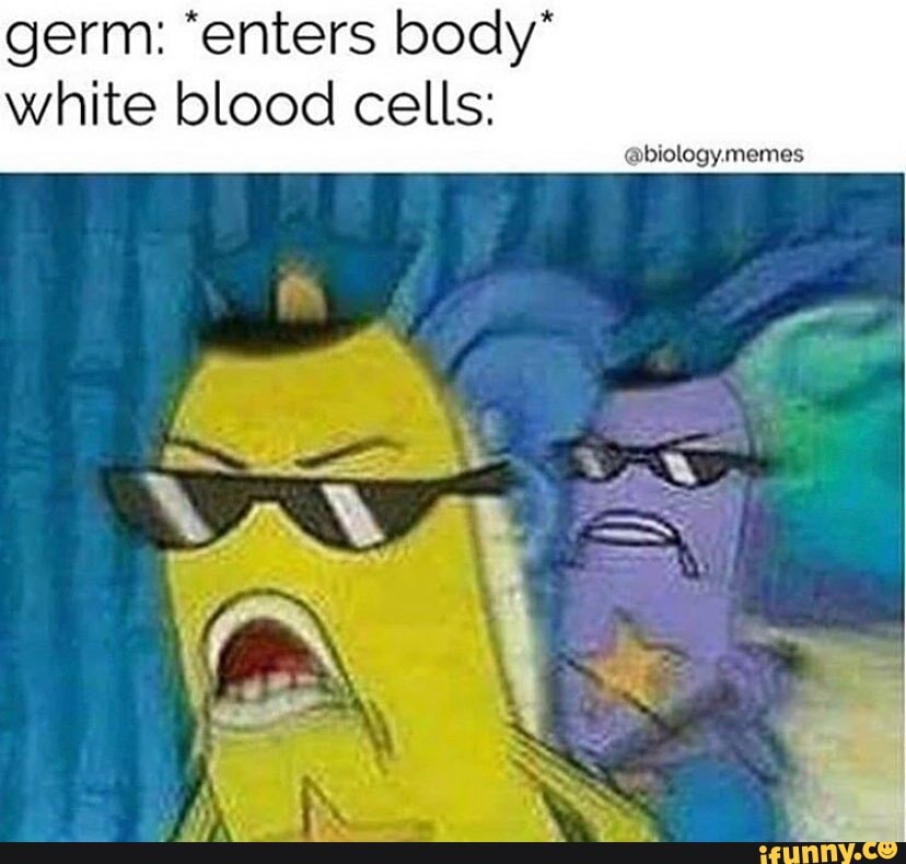 Germ: "enters body' white blood cells: @biology.memes - iFunny