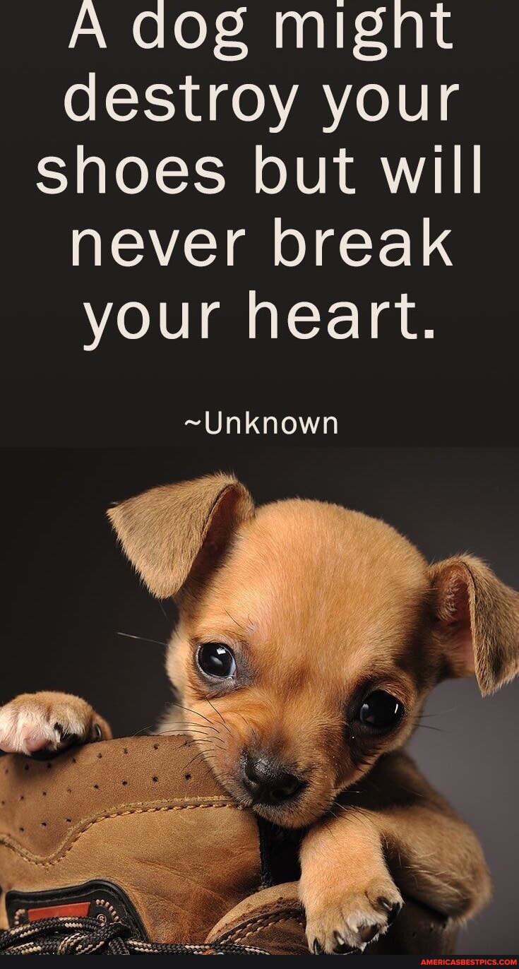 A dog destroy your shoes but will never break your heart. ~Unknown ...