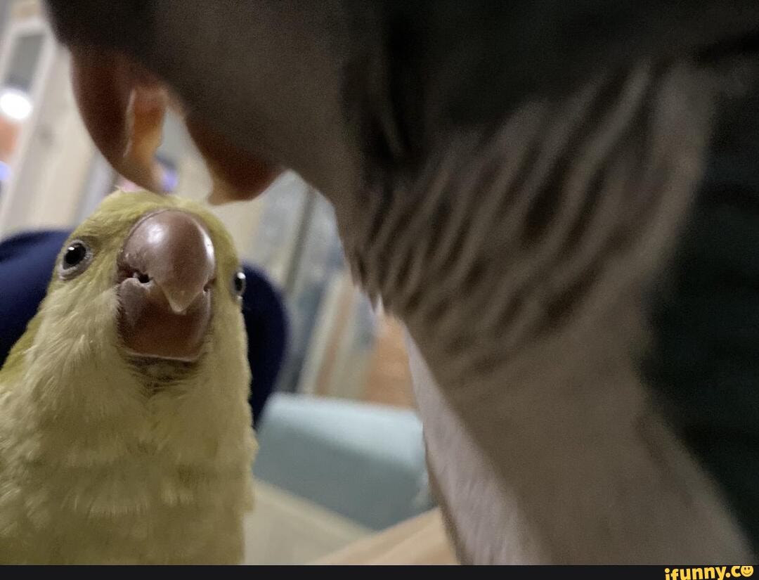 Quaker Parrot Memes