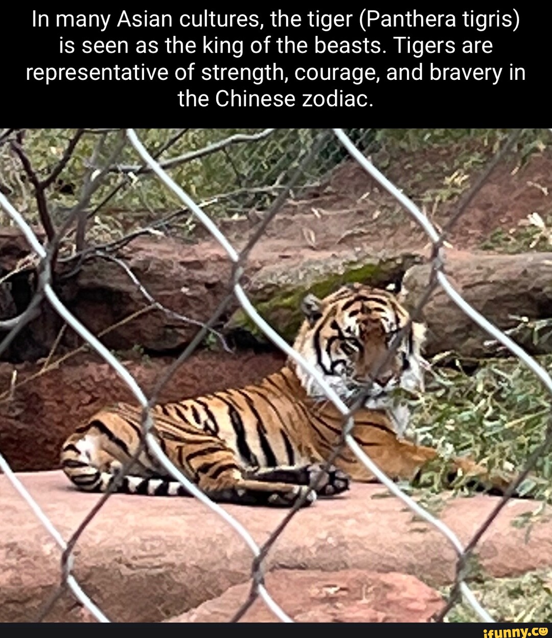 In many Asian cultures, the tiger (Panthera tigris) is seen as the king ...
