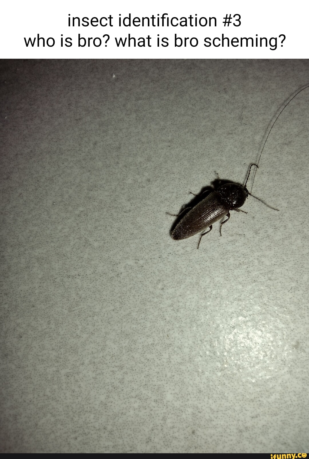 Insect identification #3 who is bro? what is bro scheming? - iFunny