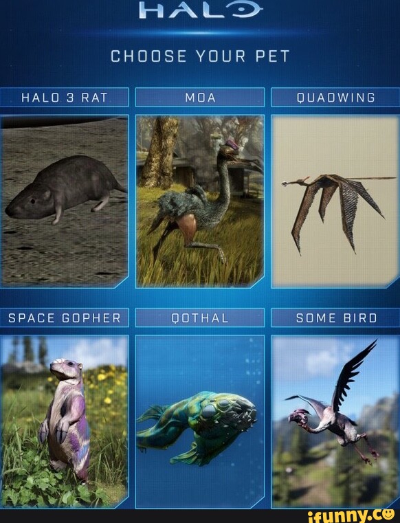 Quadwing memes. Best Collection of funny Quadwing pictures on iFunny