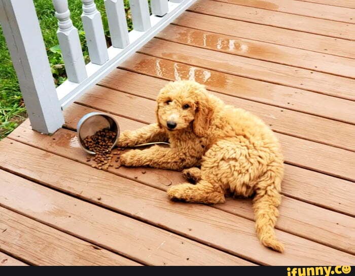 Goldendoodle memes. Best Collection of funny Goldendoodle pictures on ...