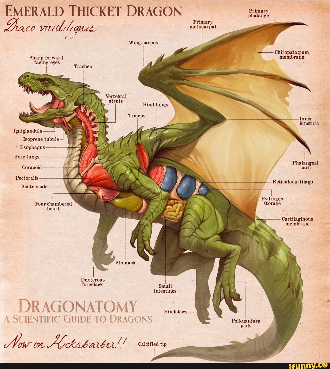 EMERALD THICKET DRAGON Draco varidls Wing carpus Primary metacarpal ...