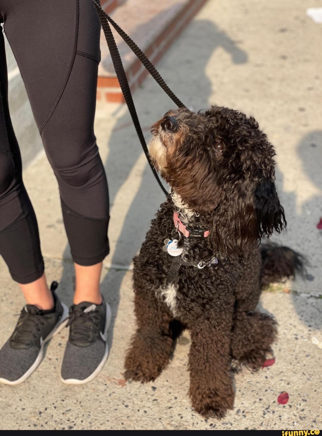 Sheepadoodle memes. Best Collection of funny Sheepadoodle pictures on ...