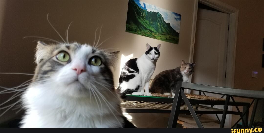 Jitters memes. Best Collection of funny Jitters pictures on iFunny