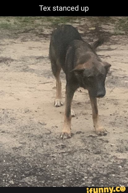 Stanced memes. Best Collection of funny Stanced pictures on iFunny