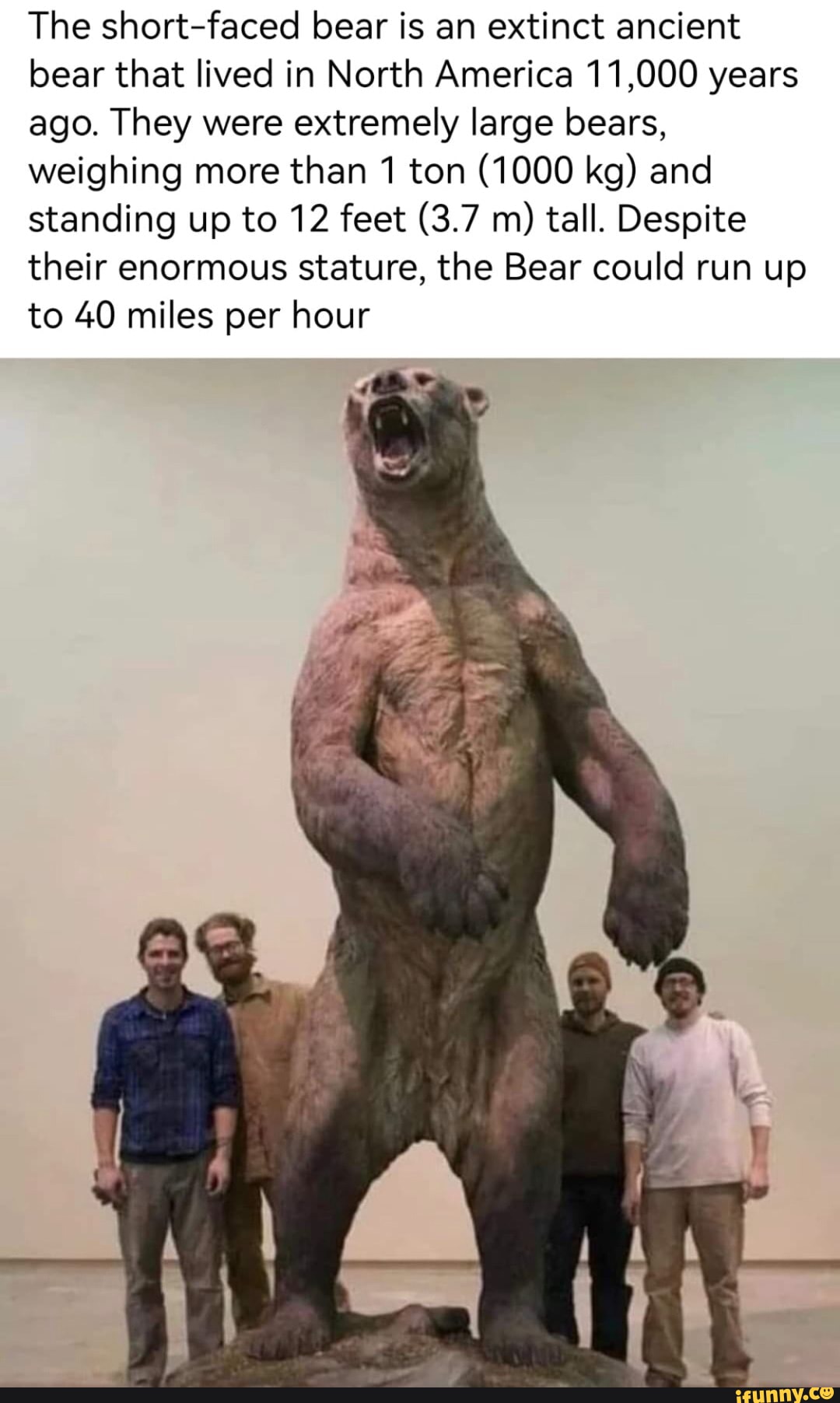 The short-faced bear is an extinct ancient bear that lived in North ...