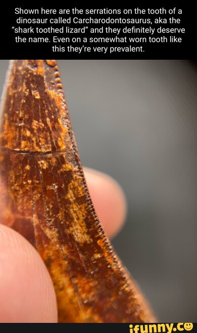 'Shown here are the serrations on the tooth of a dinosaur called ...