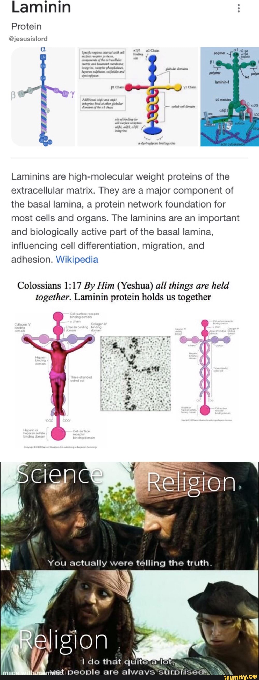Laminin Protein @jesusislord Laminins are high-molecular weight ...