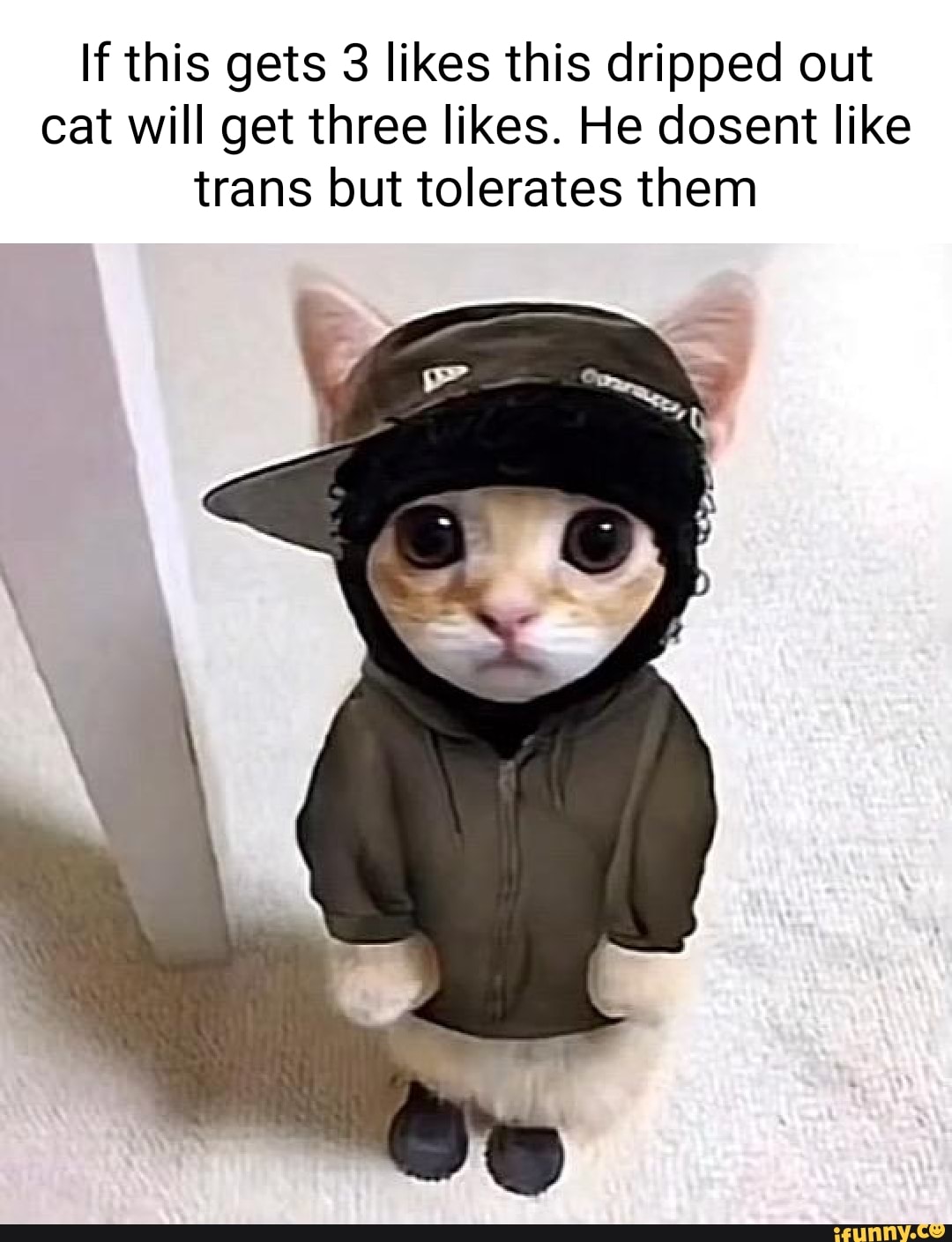 If this gets 3 likes this dripped out cat will get three likes. He ...